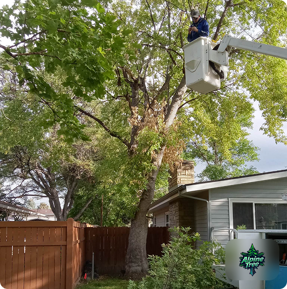 Tree Trimming Services in Billings MT | Alpine Tree