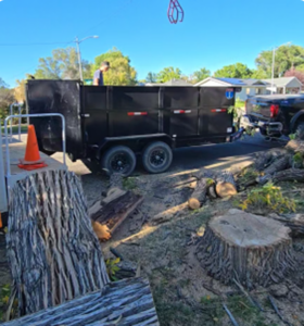 Tree Trimming Services in Billings MT | Alpine Tree